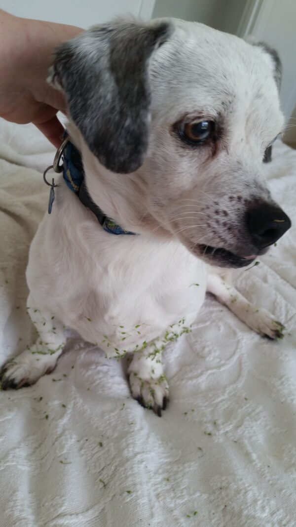 “Velcro” – Pets N' Moore