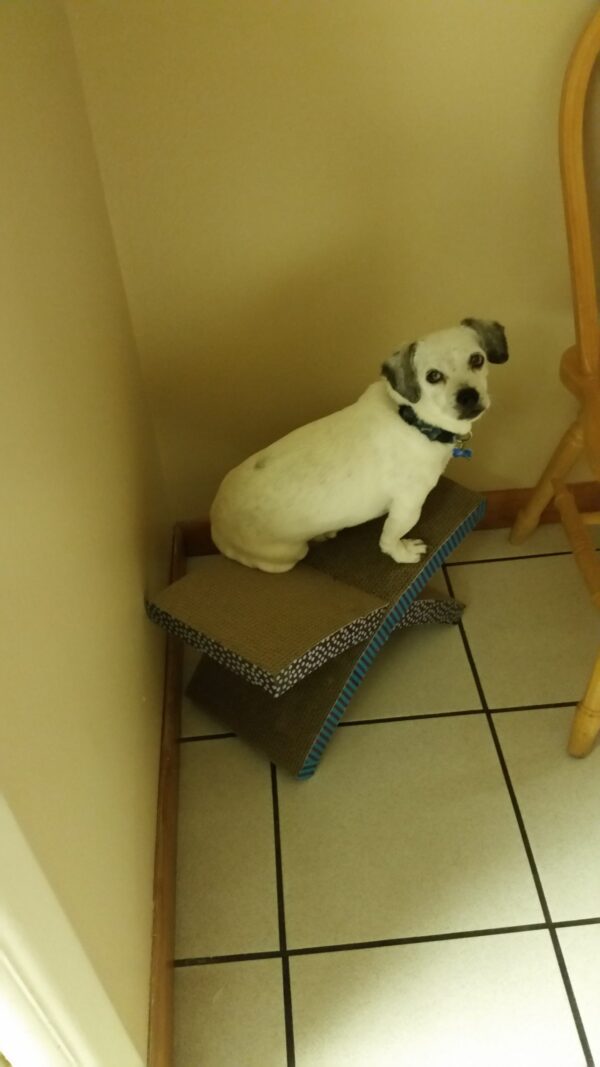 “Velcro” – Pets N' Moore