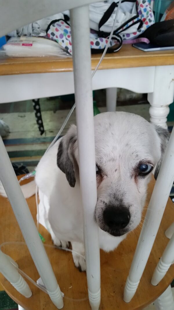 “Velcro” – Pets N' Moore