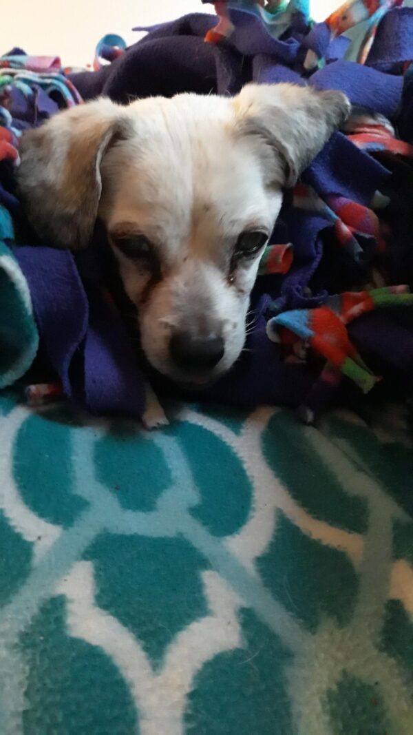 “Velcro” – Pets N' Moore